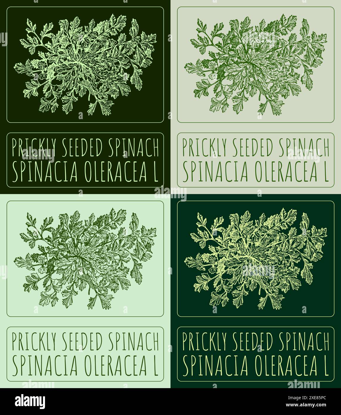 Spinacia oleracea spinach Stock Vector Images - Alamy