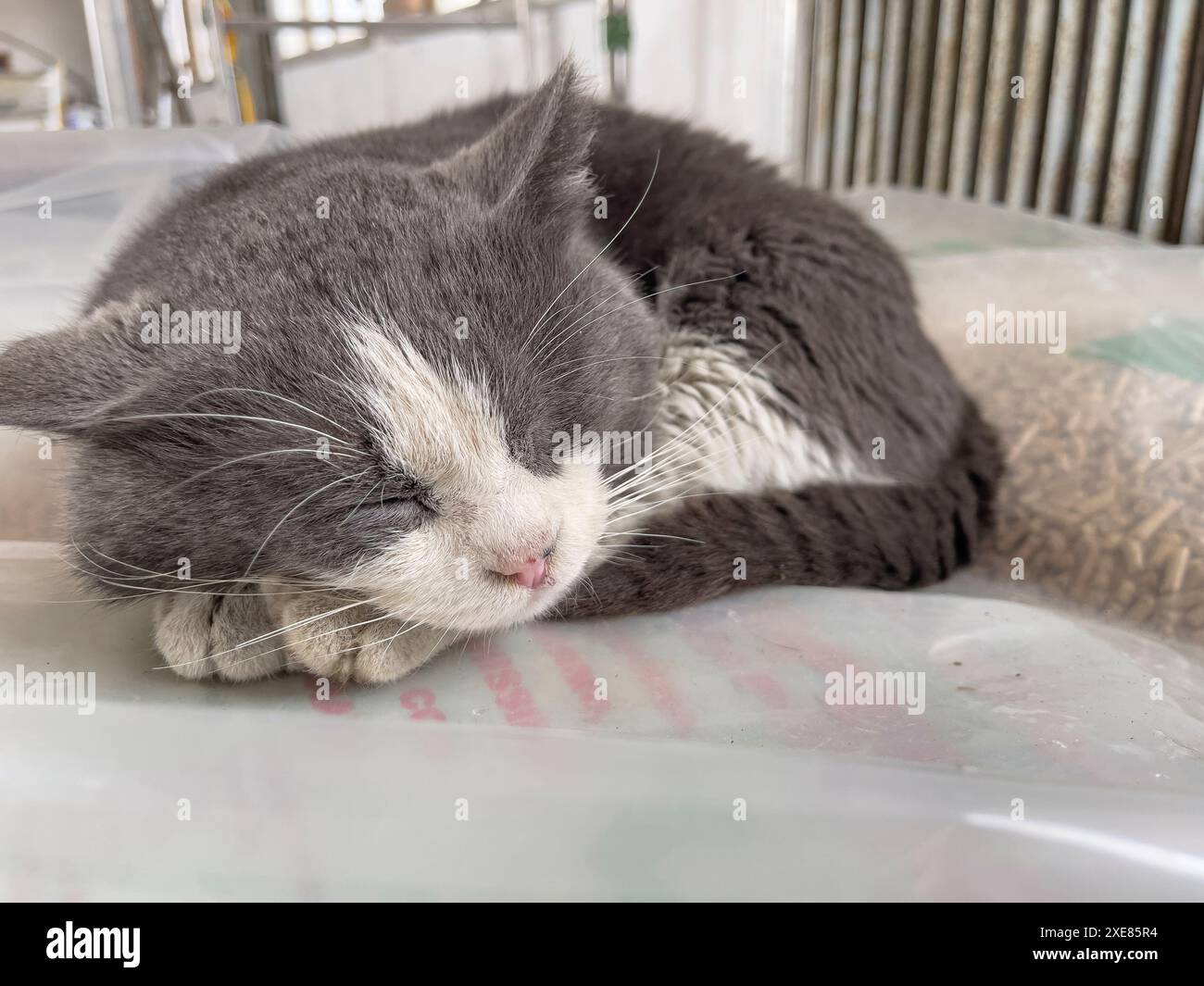 A grey and white cat taking a nap on a plastic surface in an indoor ...