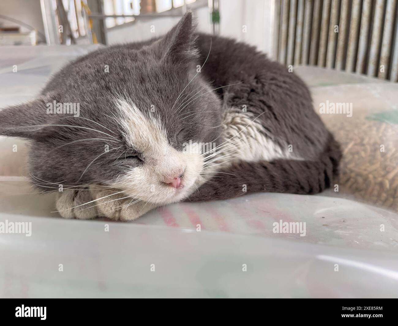 A grey and white cat taking a nap on a plastic surface in an indoor ...