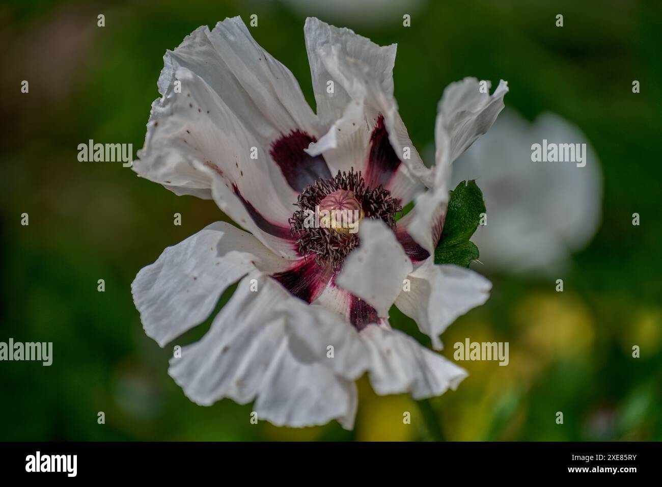 Papaver oriental brown hi-res stock photography and images - Alamy