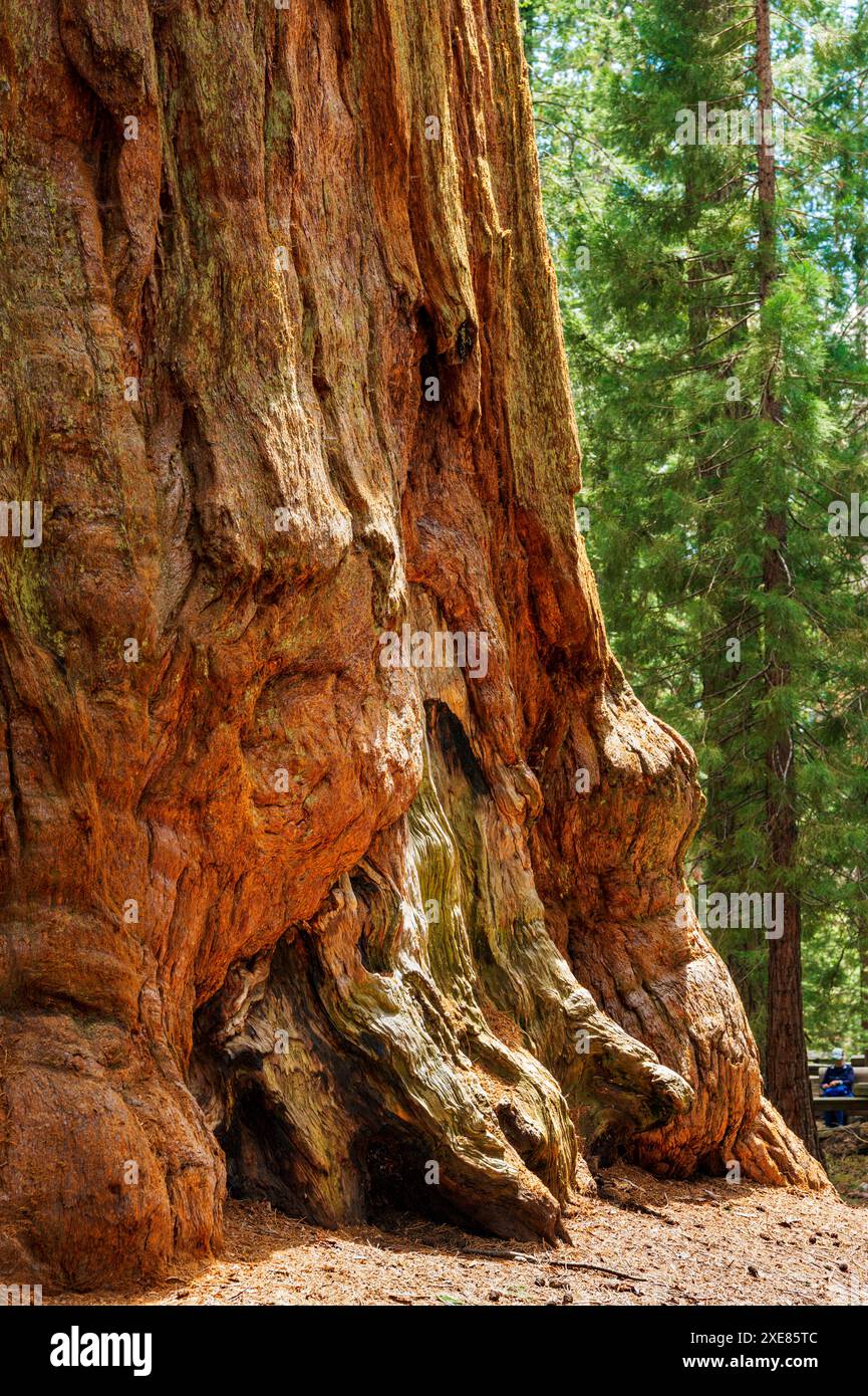 General Sherman Tree; Sequoia National Park; California; USA Stock ...