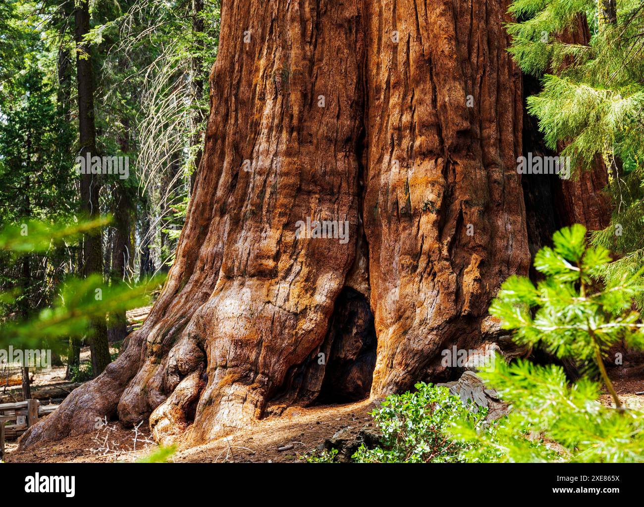 General Sherman Tree; Sequoia National Park; California; USA Stock ...