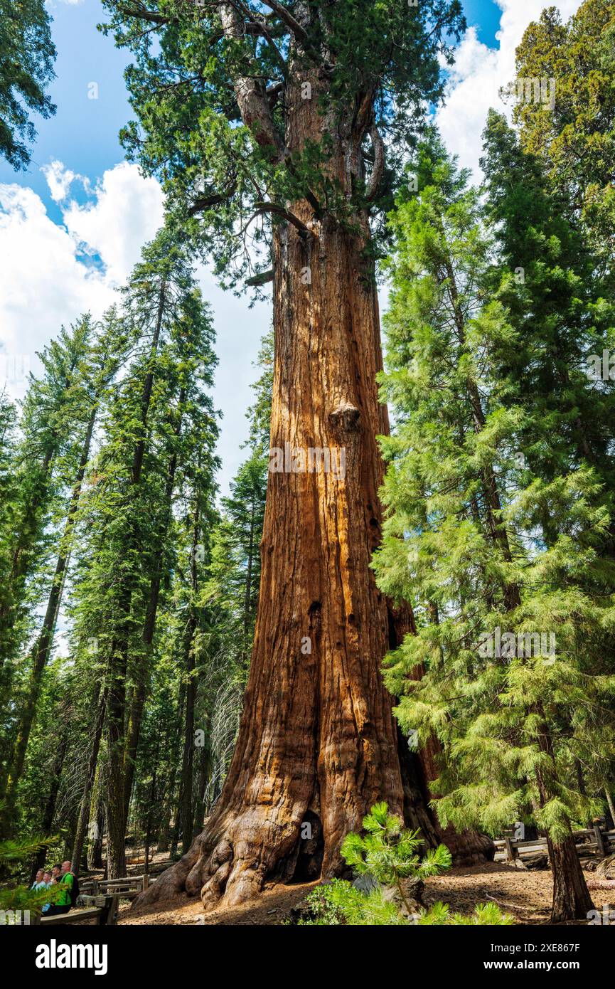 General Sherman Tree; Sequoia National Park; California; USA Stock ...