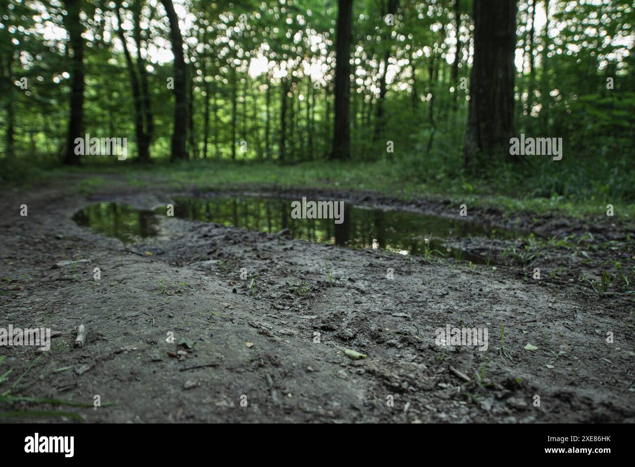 A puddle on the road through the dark deciduous forest of the temperate ...