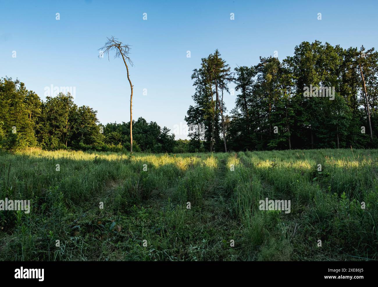 A clearing in the middle of the forest with a withered tree Stock Photo ...