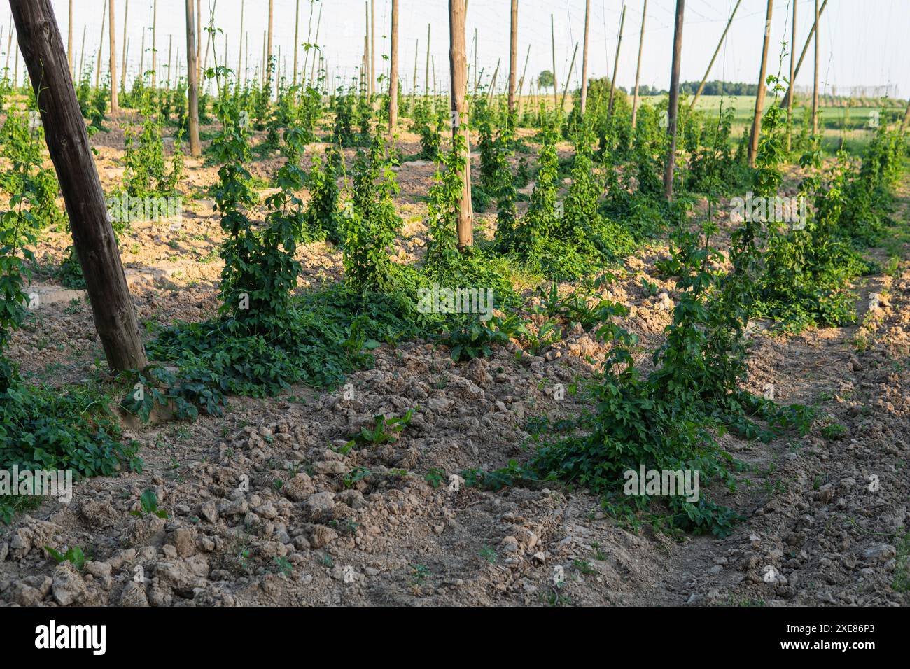 Landscape of a hop plantation which is main flavor and aroma ingredient ...