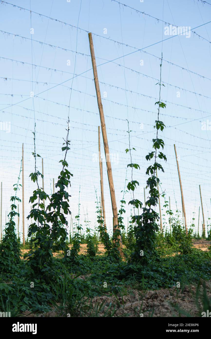 Landscape of a hop plantation which is main flavor and aroma ingredient ...