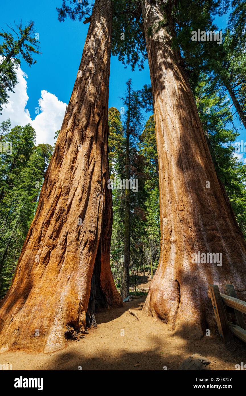 Tough Twins; Giant Sequoia tree; Sequoia National Park; California; USA ...