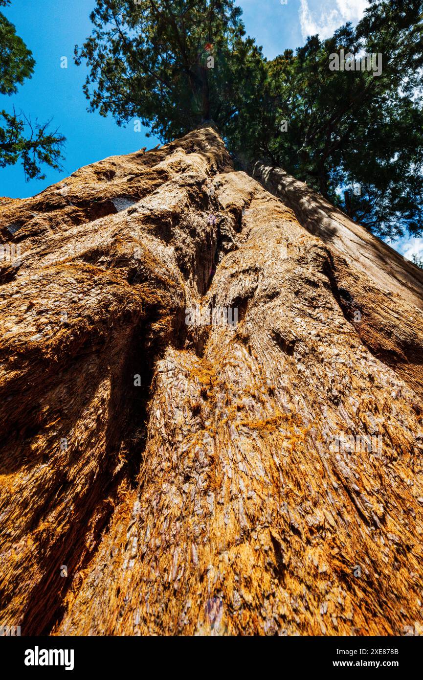 Tough Twins; Giant Sequoia tree; Sequoia National Park; California; USA ...
