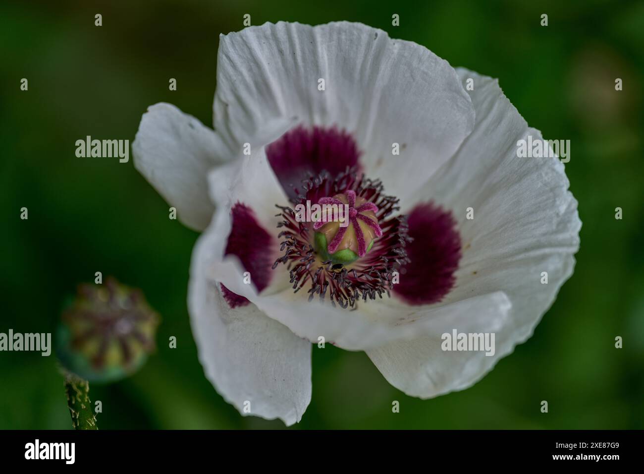 Papaver oriental brown hi-res stock photography and images - Alamy