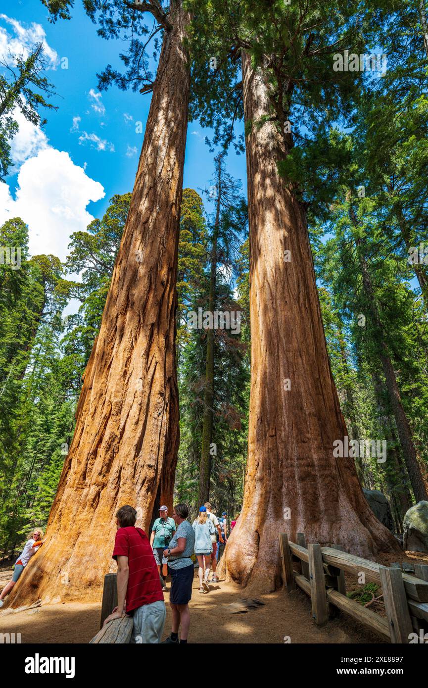 Park visitors; Tough Twins; Giant Sequoia tree; Sequoia National Park ...