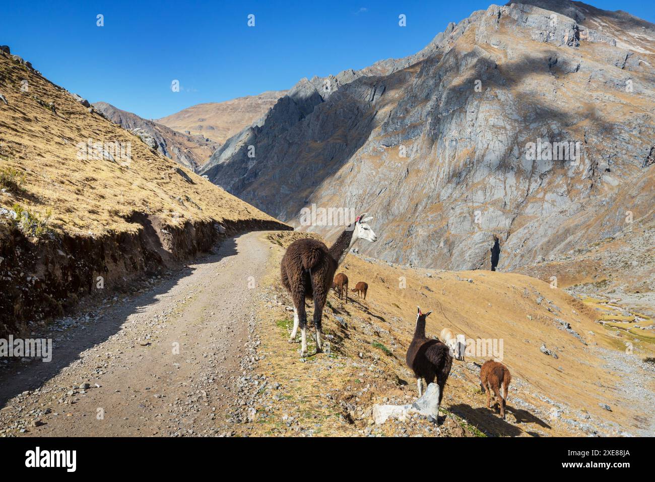 The alpaca, also known as the pako, is a domesticated camel species ...