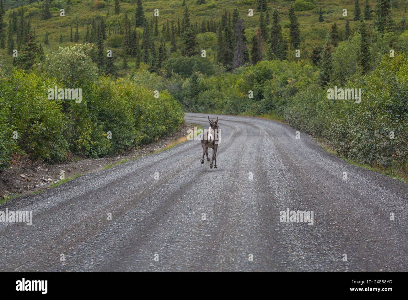Arctic tundra landscape in Alaska, USA Stock Photo - Alamy