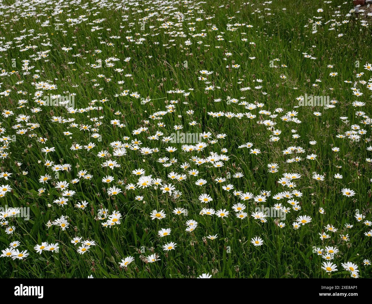 A field of the popular early summer flowering ox-eye daisy Leucanthemum ...