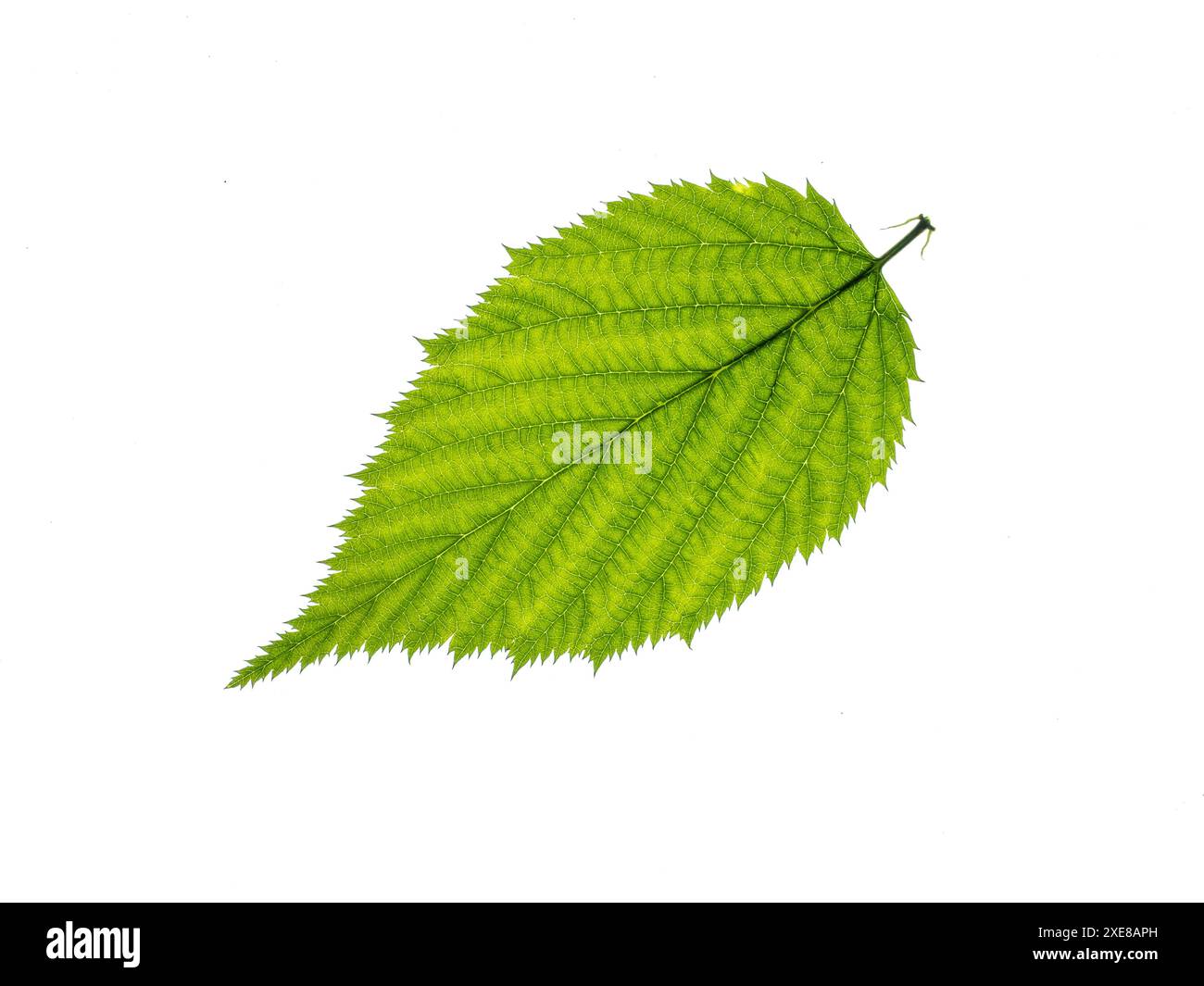 Single plant leaf hi-res stock photography and images - Alamy
