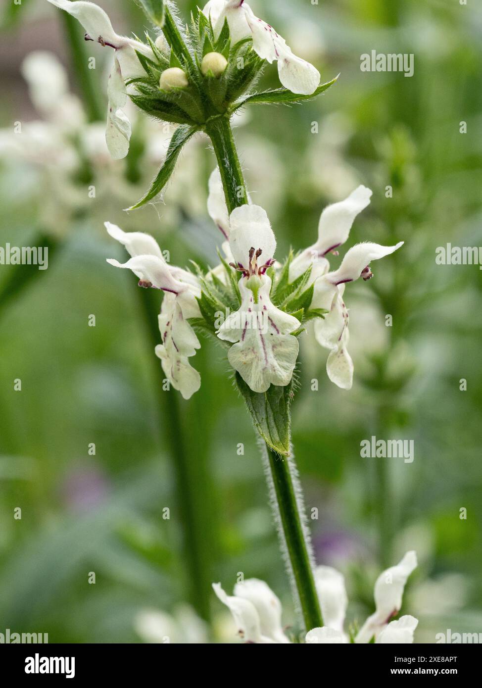 A close up of a group of the white flowers of the perennial Stachys ...