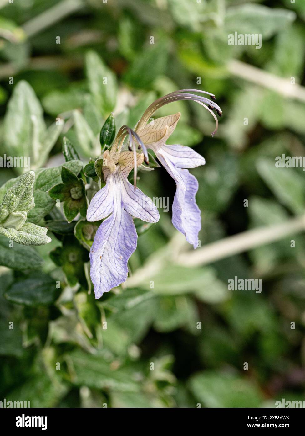 A close up of the pale blue flower of Teucrium fruticans Stock Photo ...