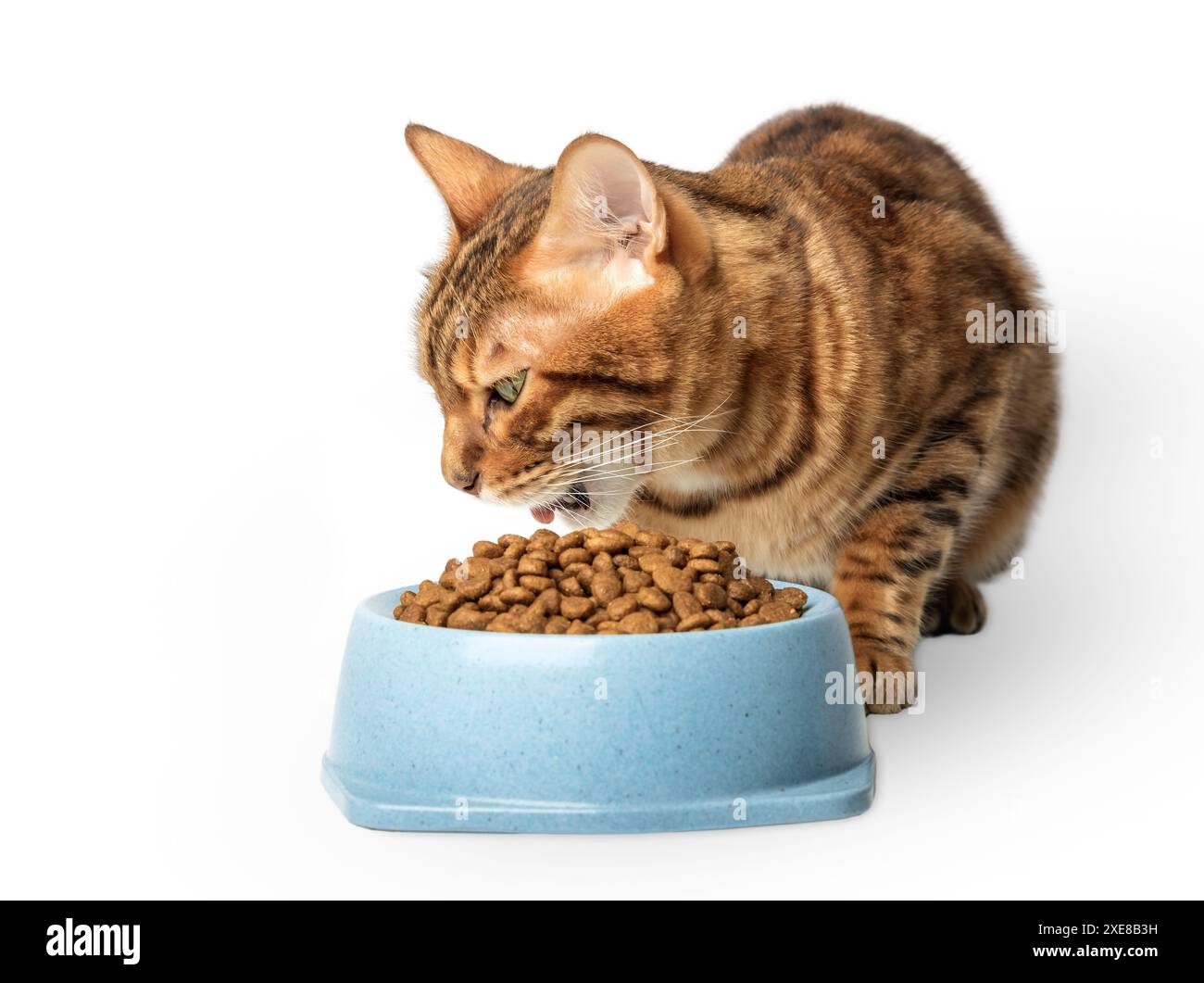 Domestic cat near white Cut Out Stock Images & Pictures - Alamy