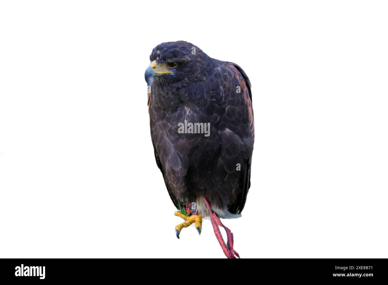 The Perfect Predator Hawk Stock Photo - Alamy