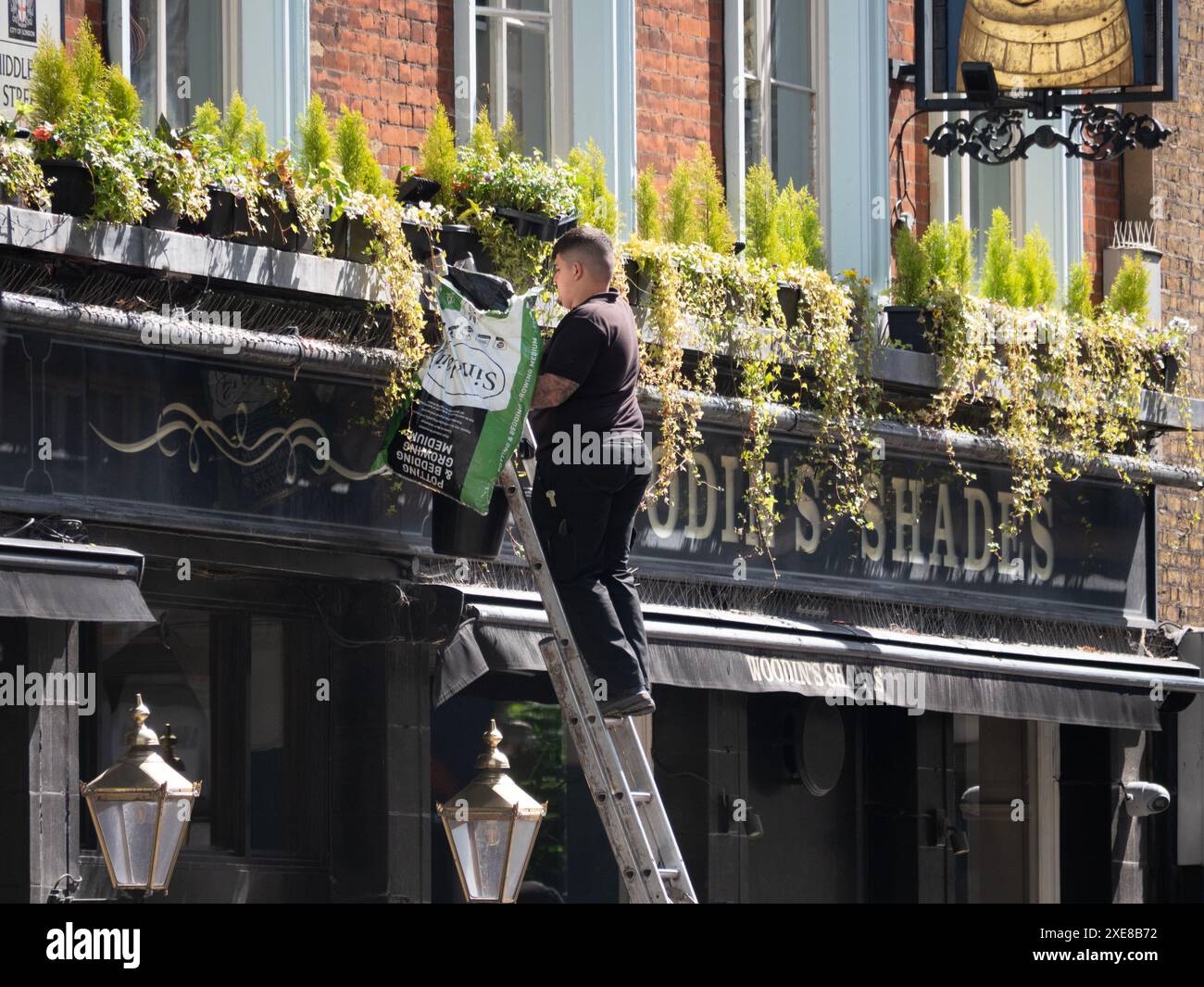 Gardener working on planting plants in high windowbox window box, above ...