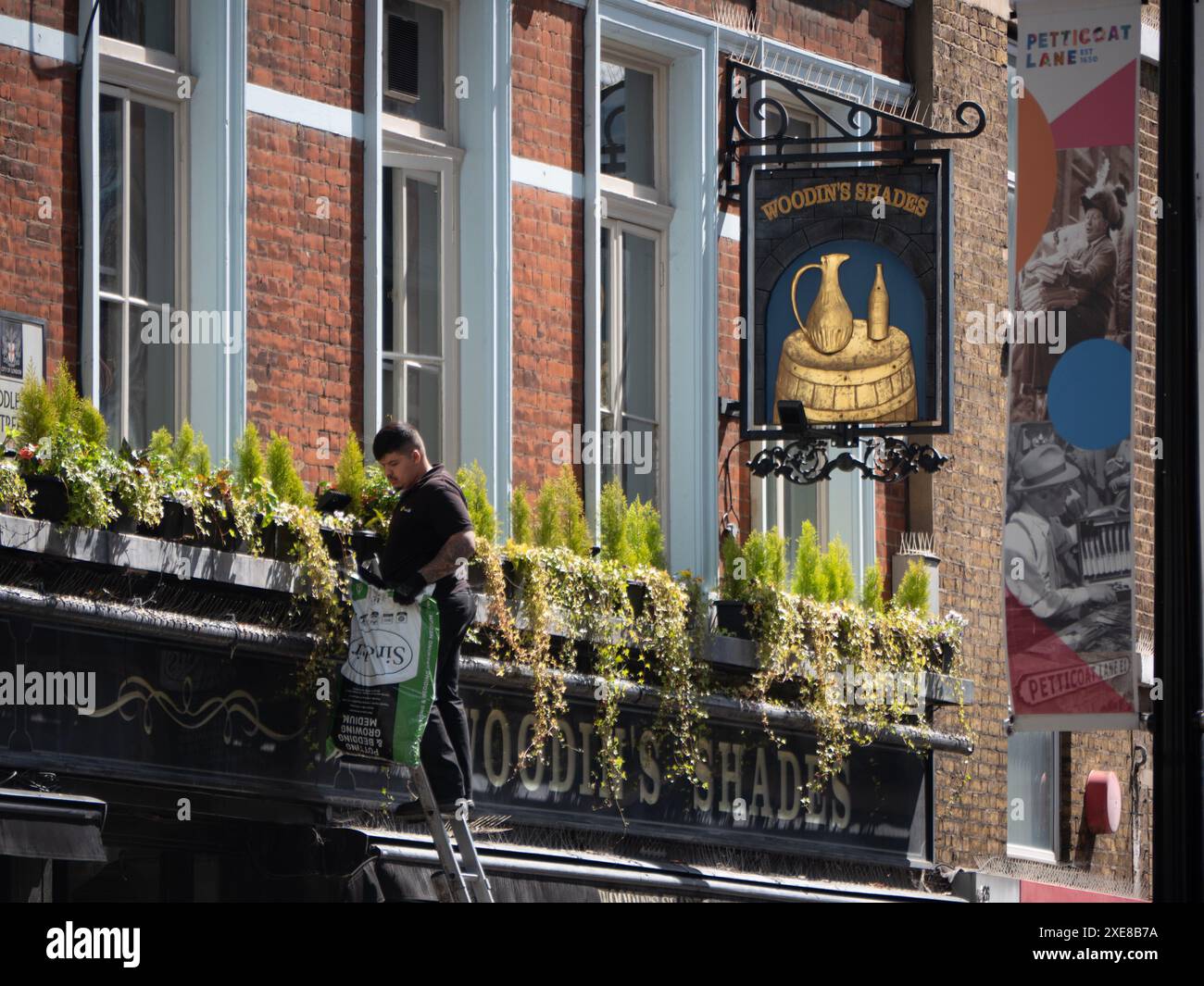 Gardener working on planting plants in high windowbox window box, above ...