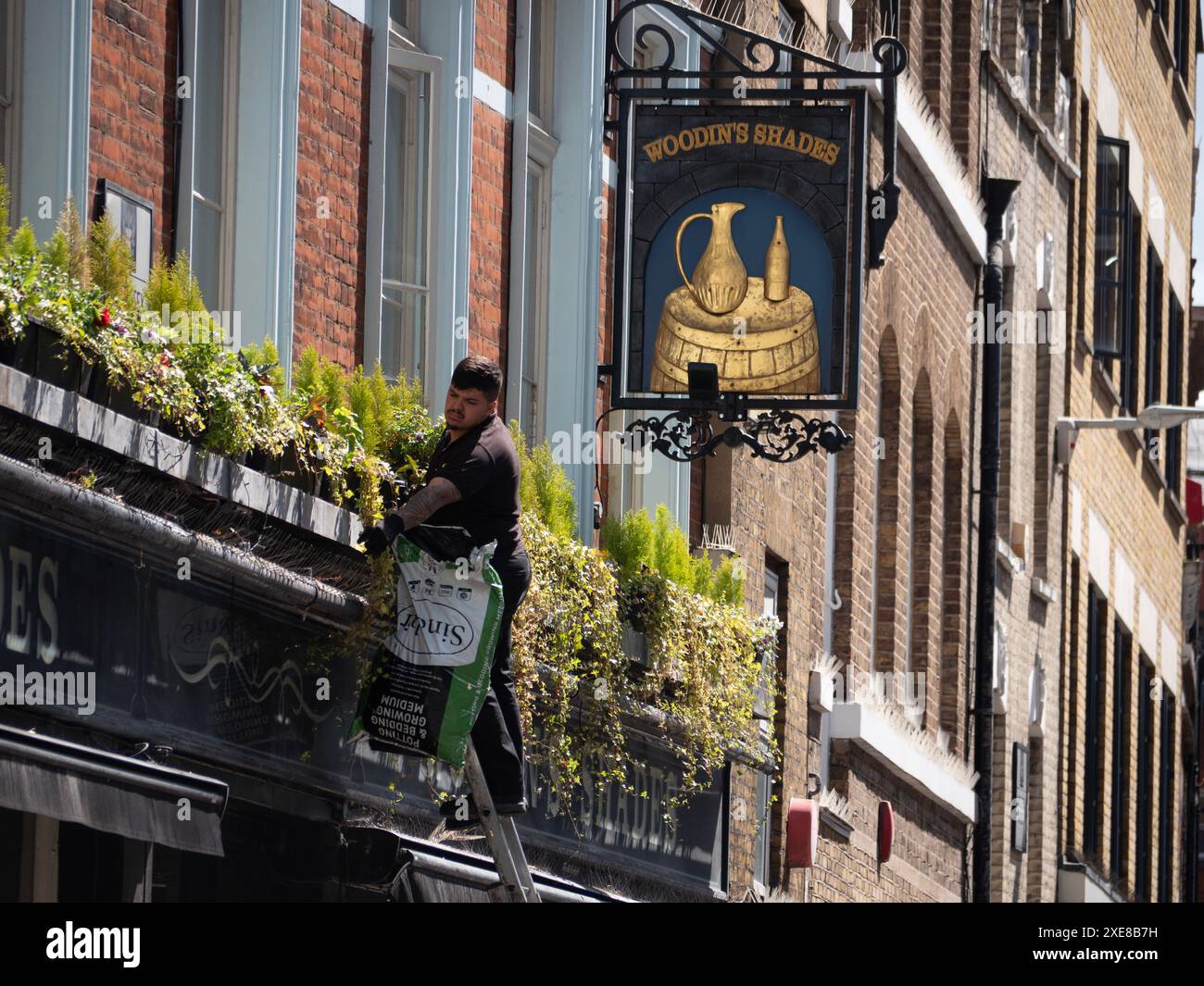 Gardener working on planting plants in high windowbox window box, above ...