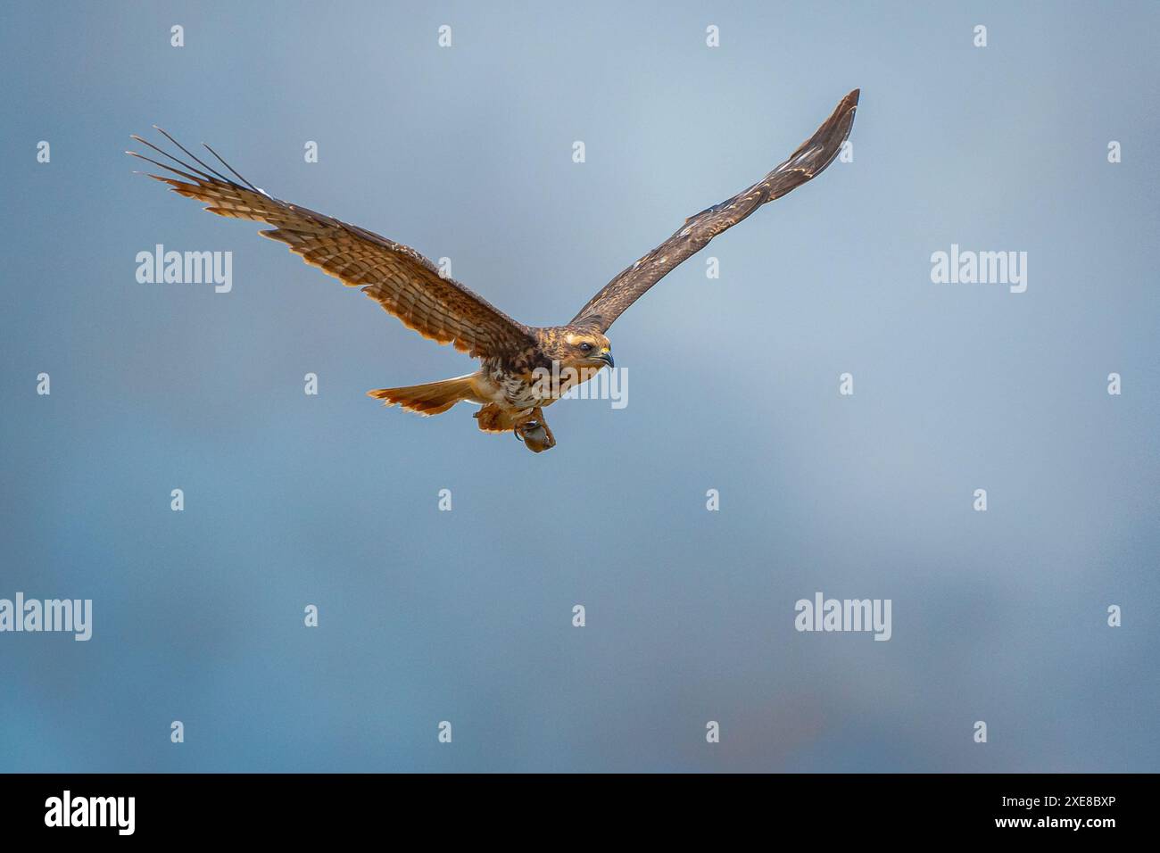 Snail Kite in flight female carrying a snail in her talon Stock Photo ...