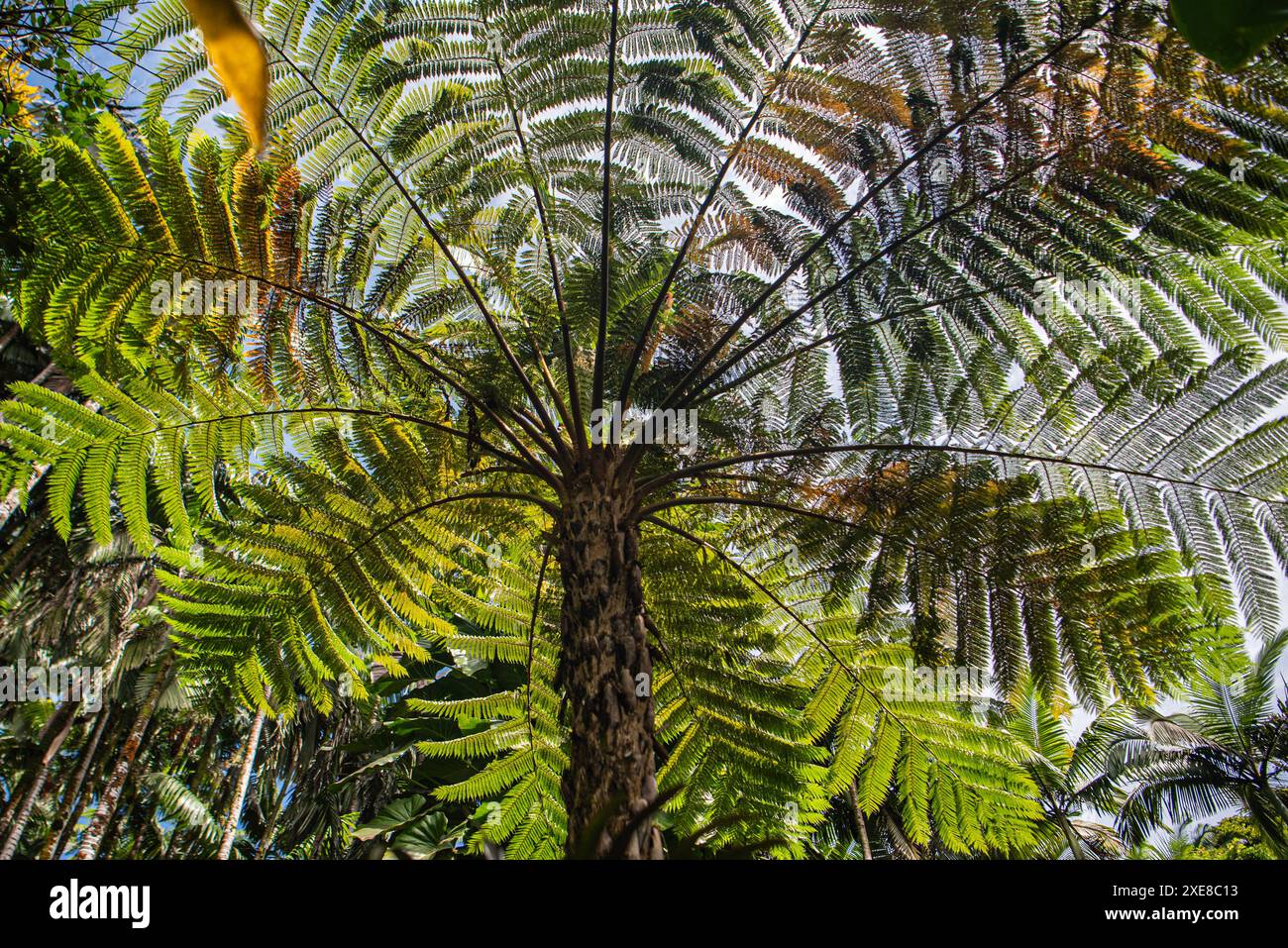 In the heart of Hawaii's lush rainforest, a majestic tree fern stands ...
