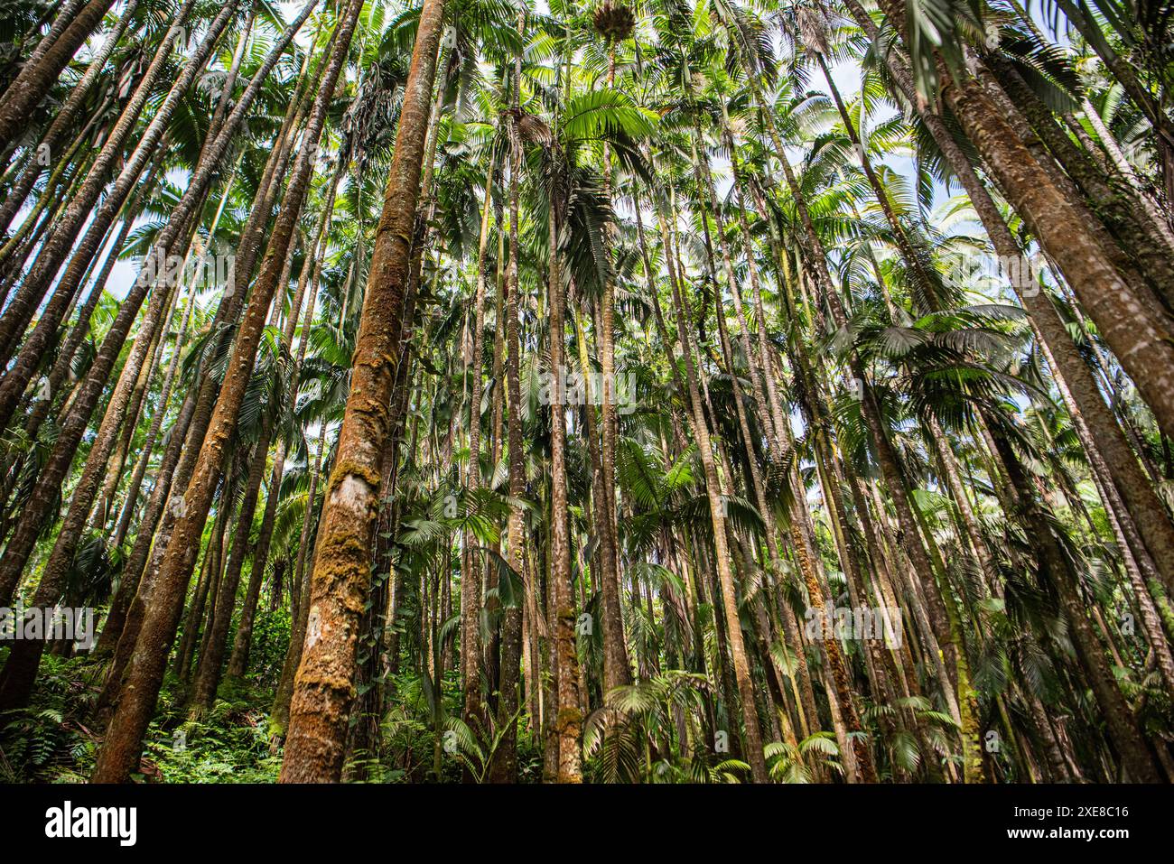 In the heart of Hawaii' Tropical gardens, a mesmerizing grove of giant ...
