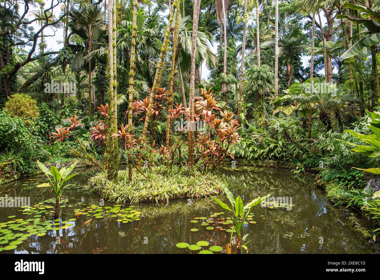 Polynesian reed plants create a majestic scene as they stand tall ...