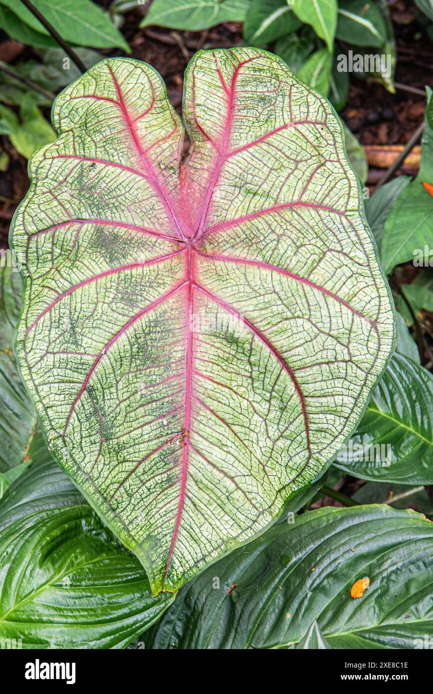 Caladium hilo beauty hi-res stock photography and images - Alamy