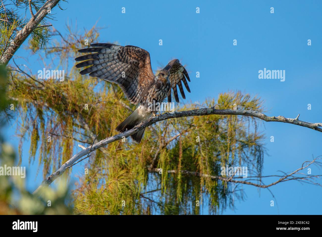 Snail Kite perched with its prey, a snail, in its talon Stock Photo - Alamy
