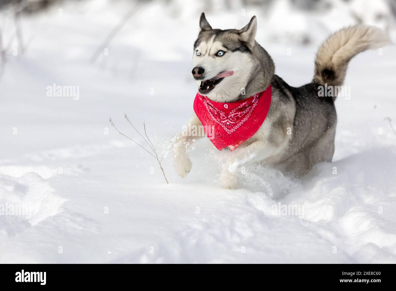Sled dog running in hi-res stock photography and images - Alamy