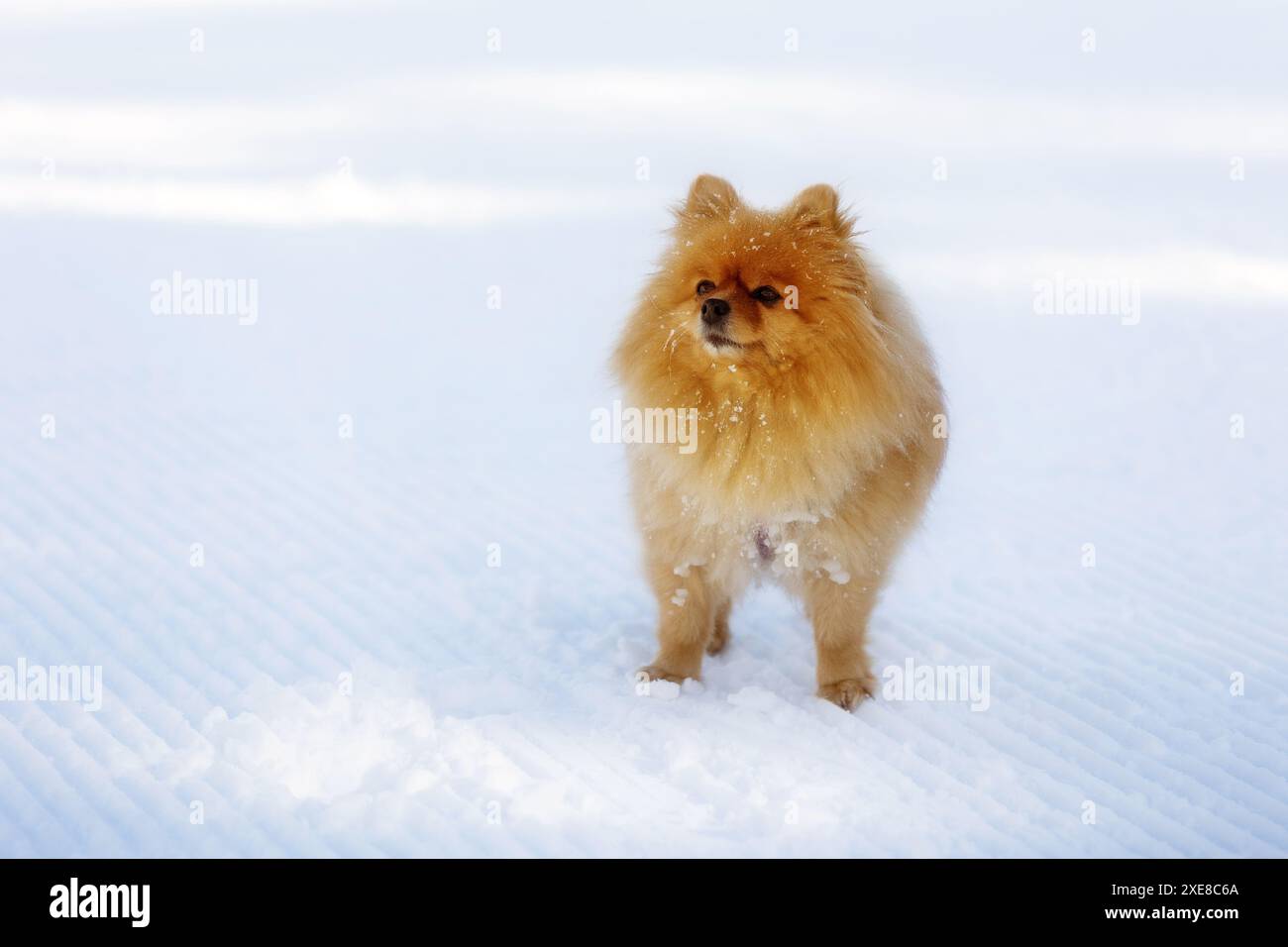 Orange spitz hi-res stock photography and images - Alamy
