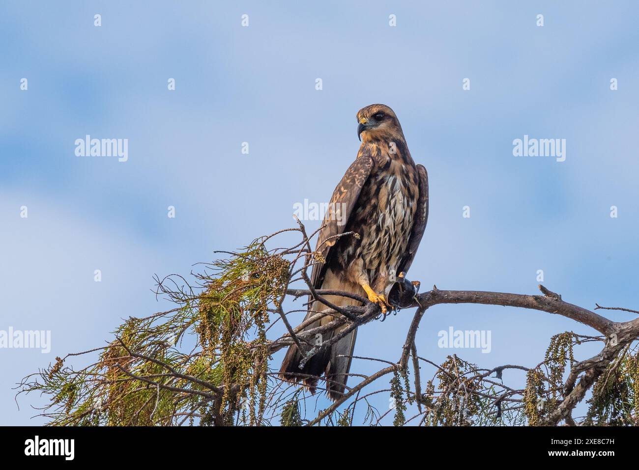 Snail Kite perched with its prey, a snail, in its talon Stock Photo - Alamy