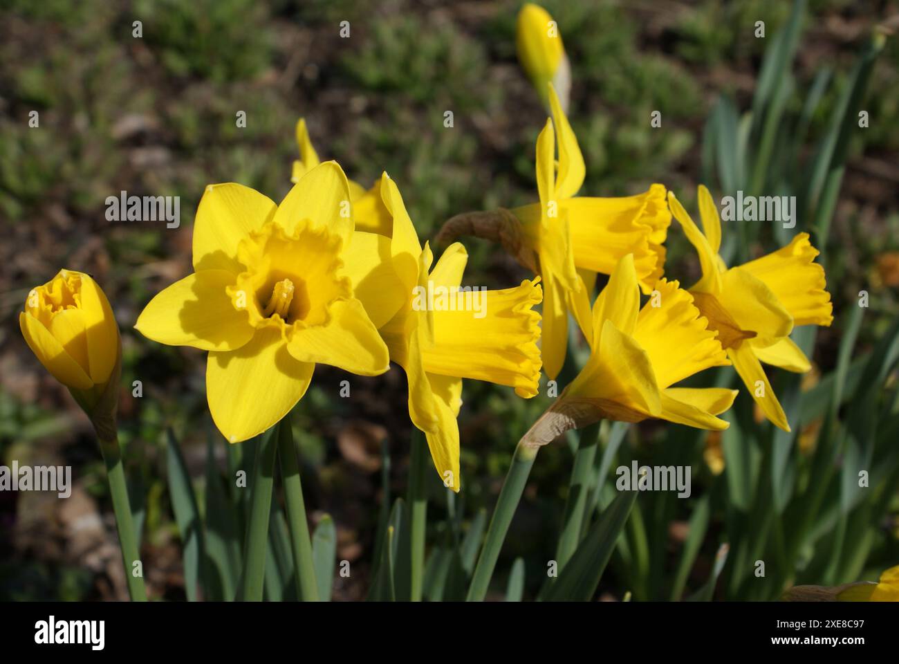 Narcissus pseudonarcissus, wild daffodil Stock Photo - Alamy
