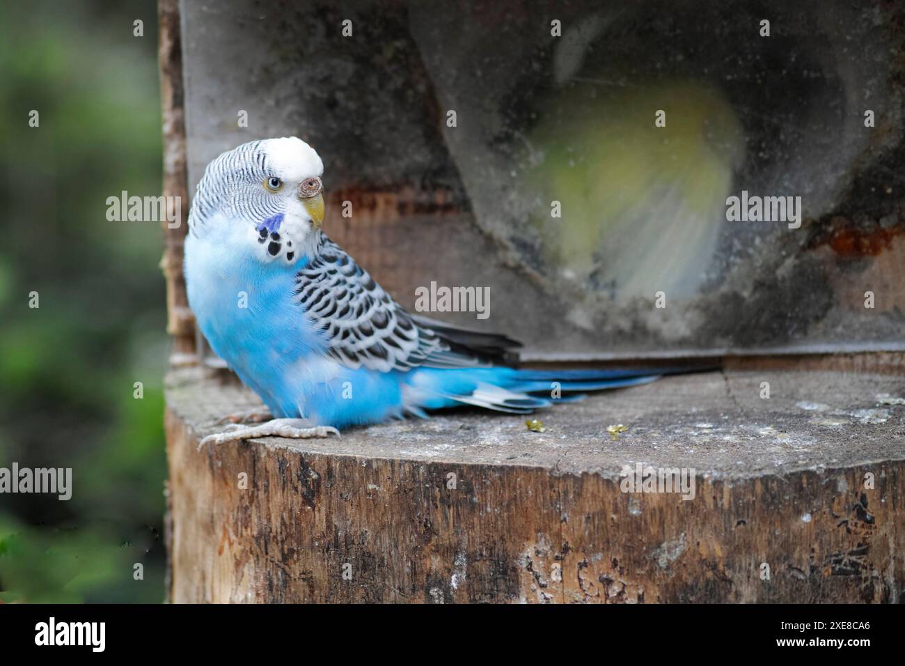 A blue female budgie sitsin front of a half open budgie nest with a ...