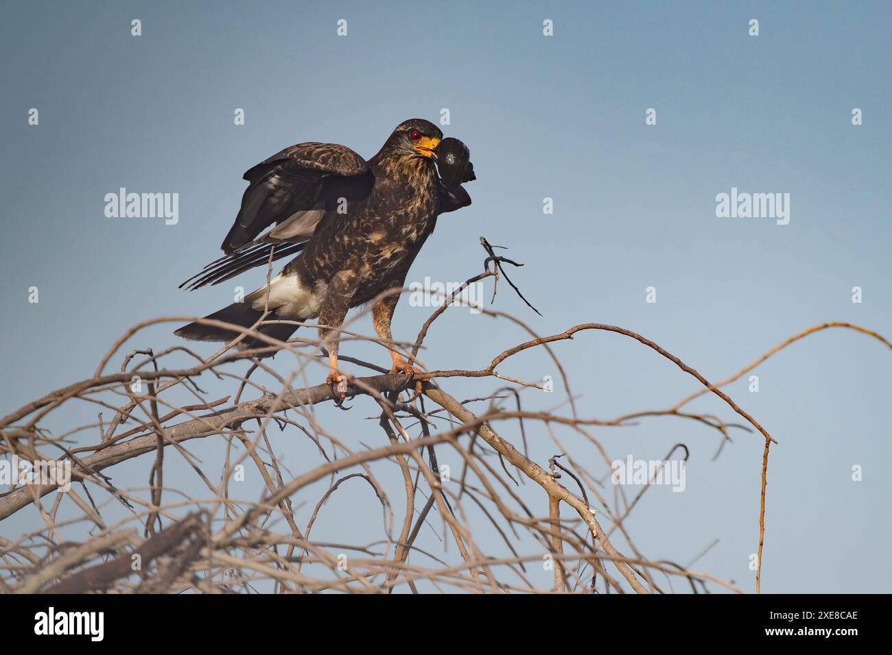 Snail Kite, perched with its prey, a snail, in its beak Stock Photo - Alamy