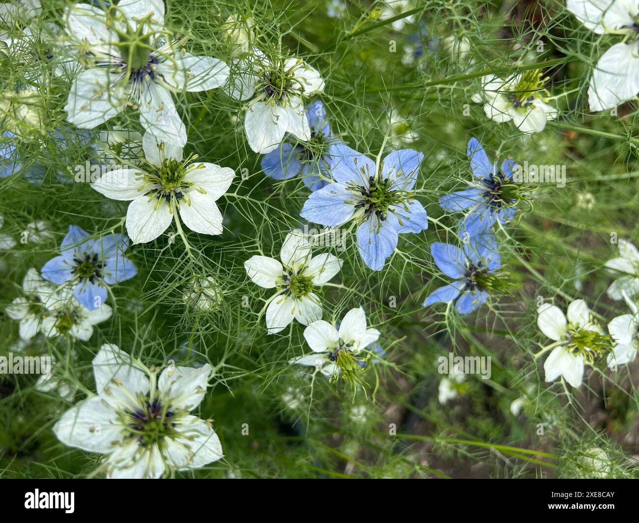 Nigella damacena hi-res stock photography and images - Alamy