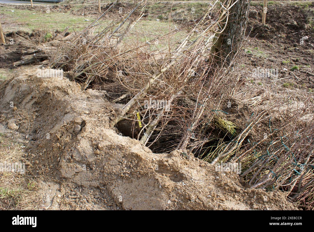Shrubs before planting Stock Photo - Alamy
