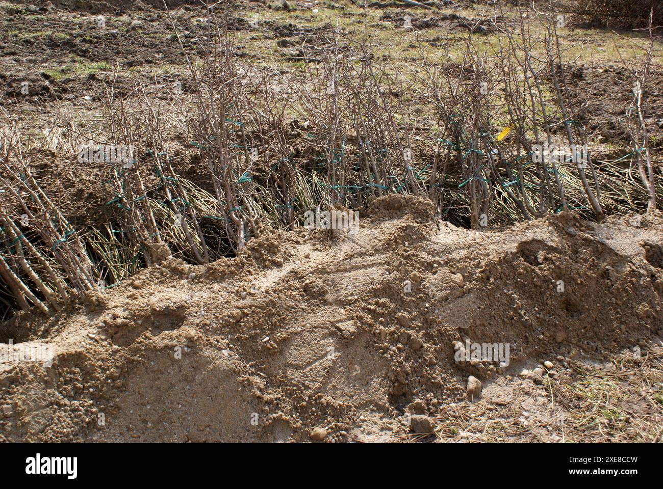 Shrubs before planting Stock Photo - Alamy