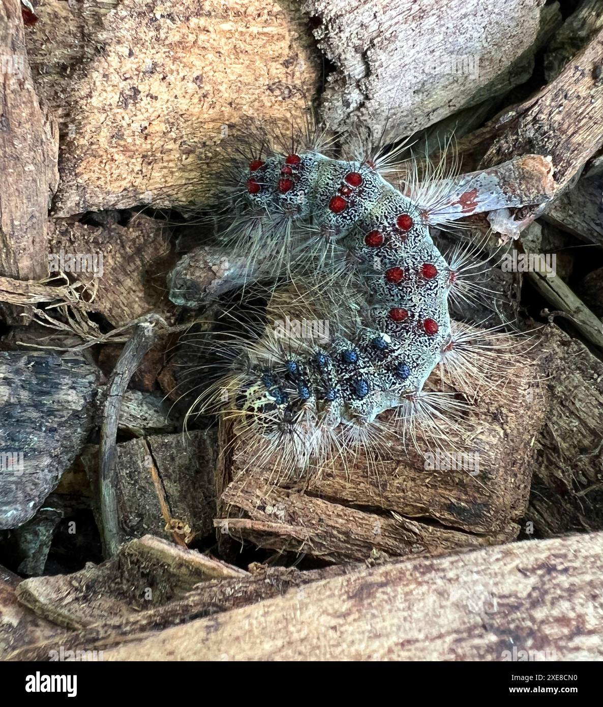 Gypsy Moth Catepillar amongst some mulch around a tree in Prospect Park ...
