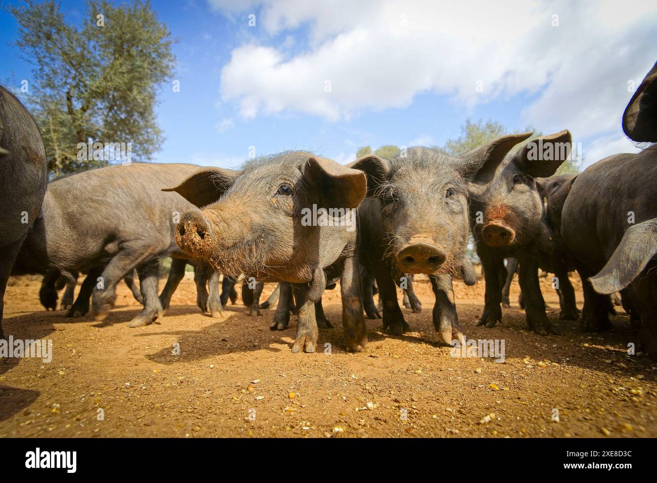 Breed of pigs hi-res stock photography and images - Alamy
