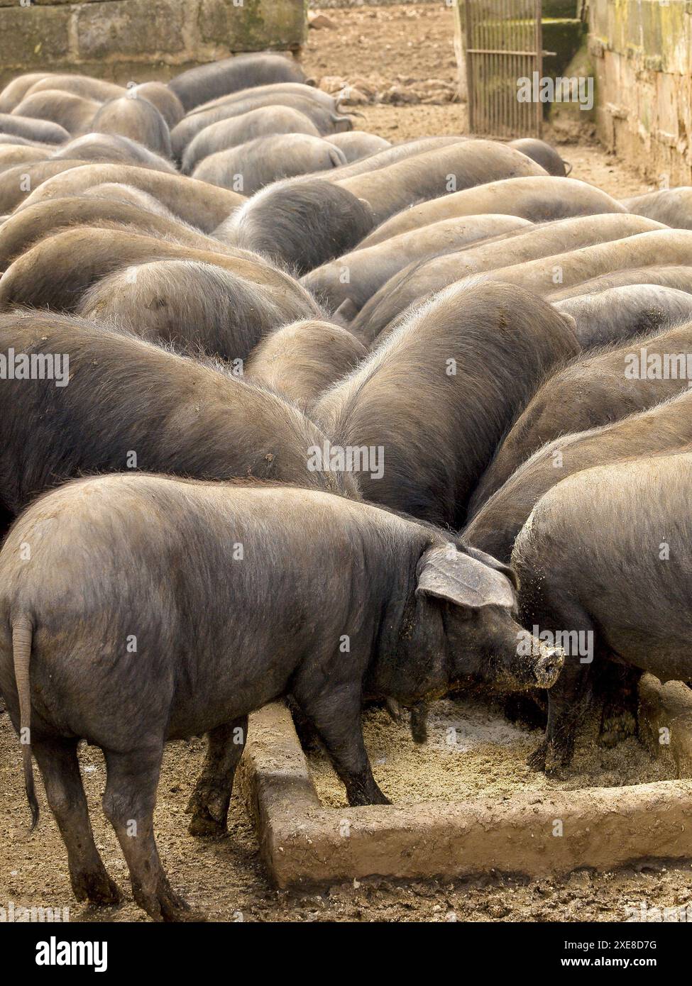 Black pigs of Mallorcan breed Stock Photo - Alamy