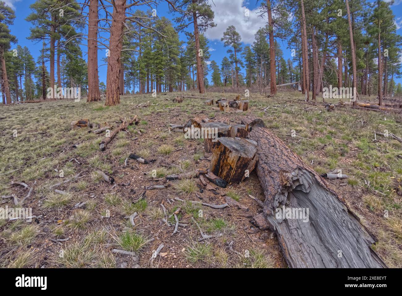 Fire scorched slopes near Atoko Point on the North Rim of Grand Canyon ...