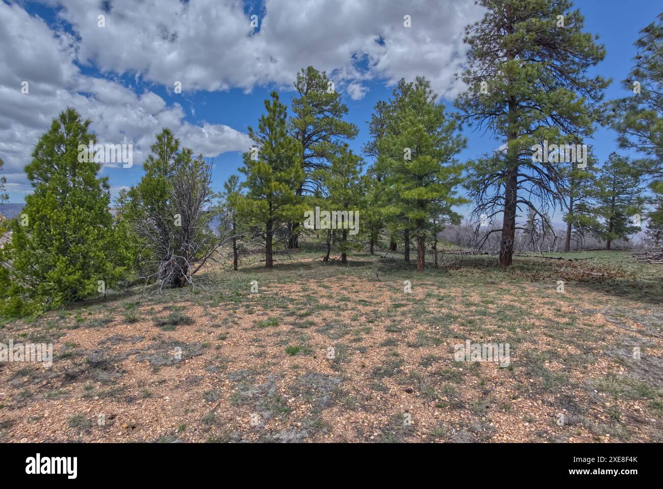 The land promontory leading to the edge of Atoko Point on the North Rim ...