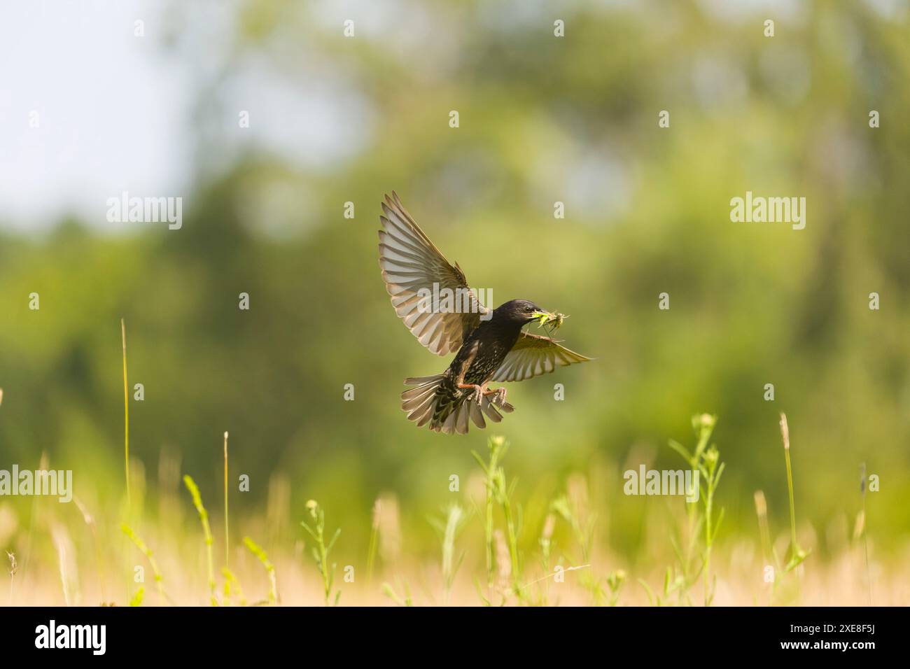 Common starling Sturnus vulgaris, breeding plumage adult flying with ...