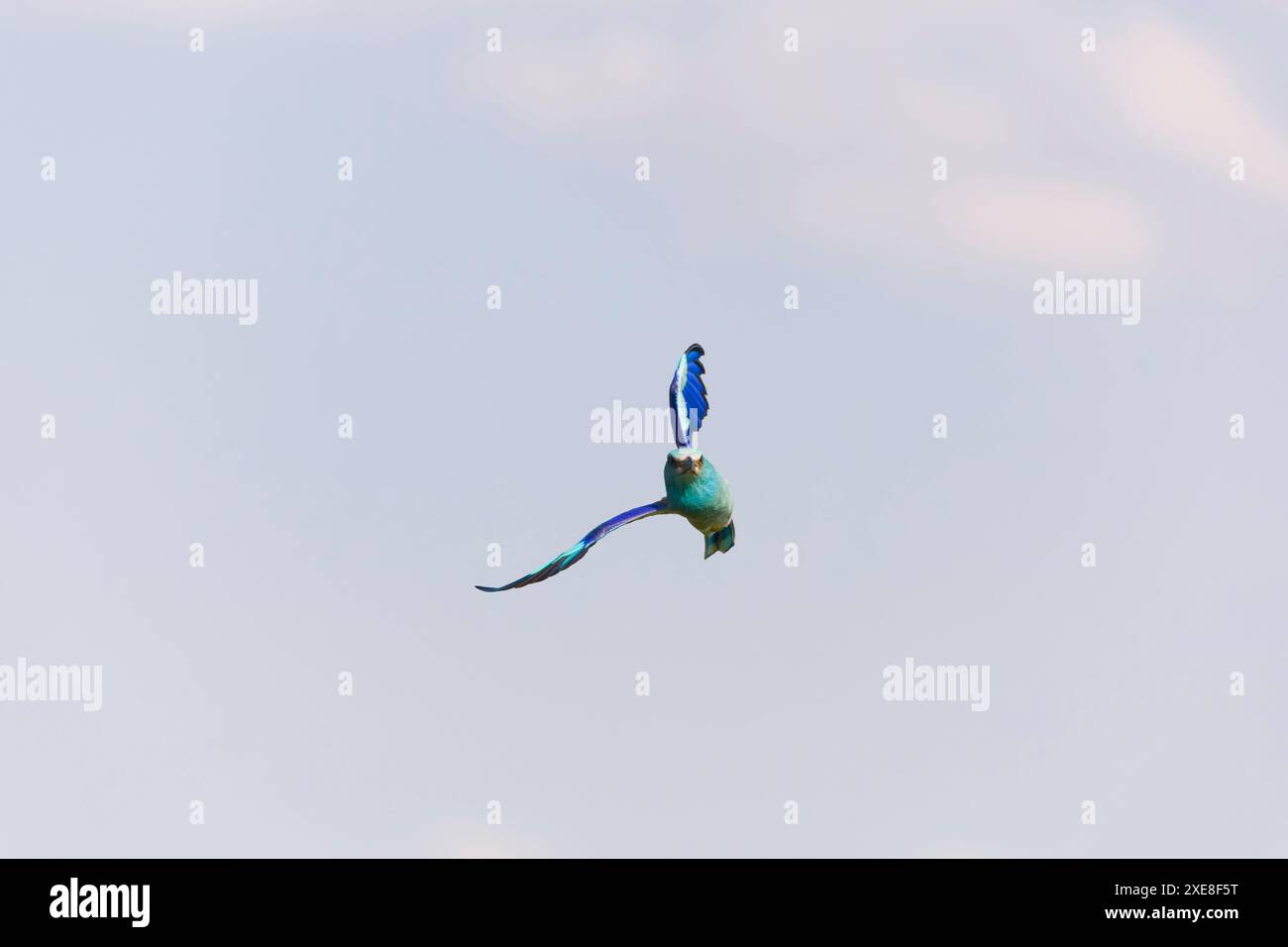 European roller Coracias garrulus, adult turning in display flight ...