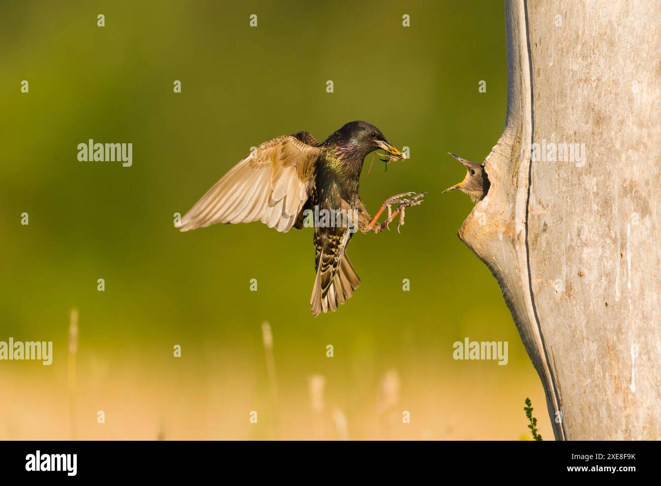 Common starling Sturnus vulgaris, breeding plumage adult flying with ...