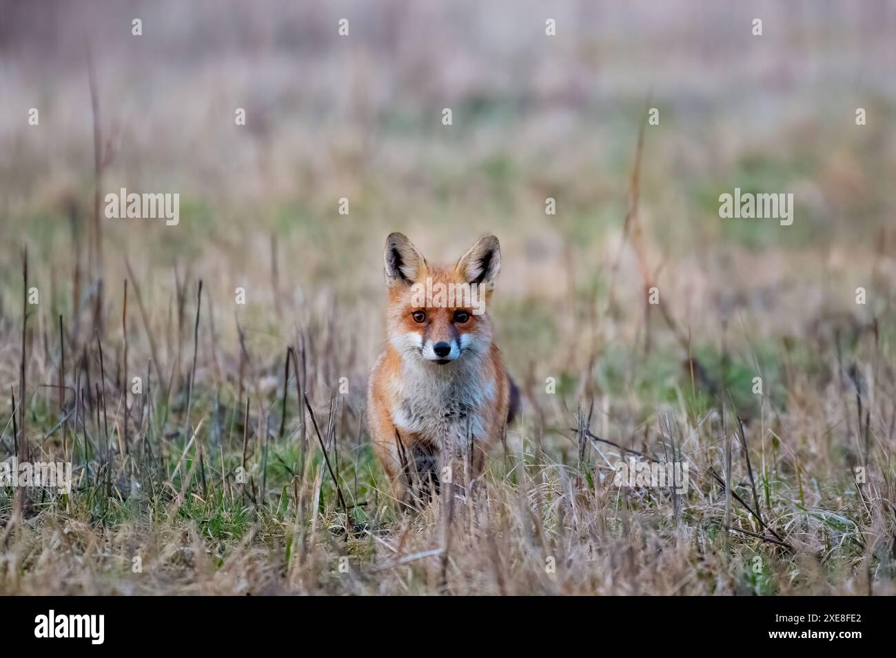 A magnificent wild Red Fox (Vulpes vulpes) hunting for food to eat in ...